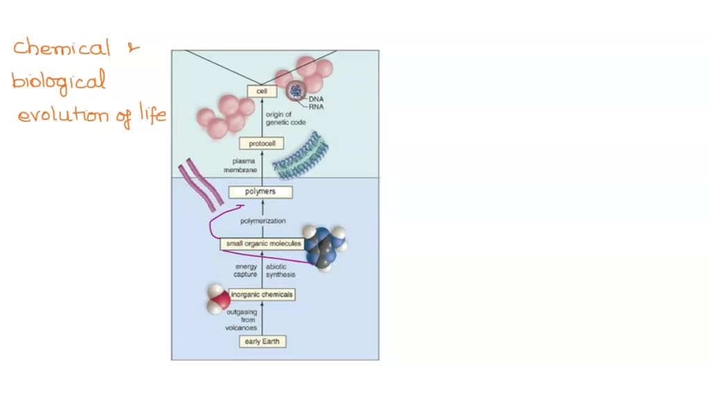 SOLVED: Chemical and biological evolution of life. Classify the ...
