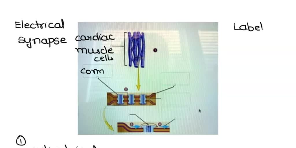 SOLVED: Electrical synapses are used by many cell types, not just ...