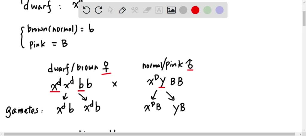 SOLVED: In mice, dwarfism is caused by an X-linked recessive allele ...