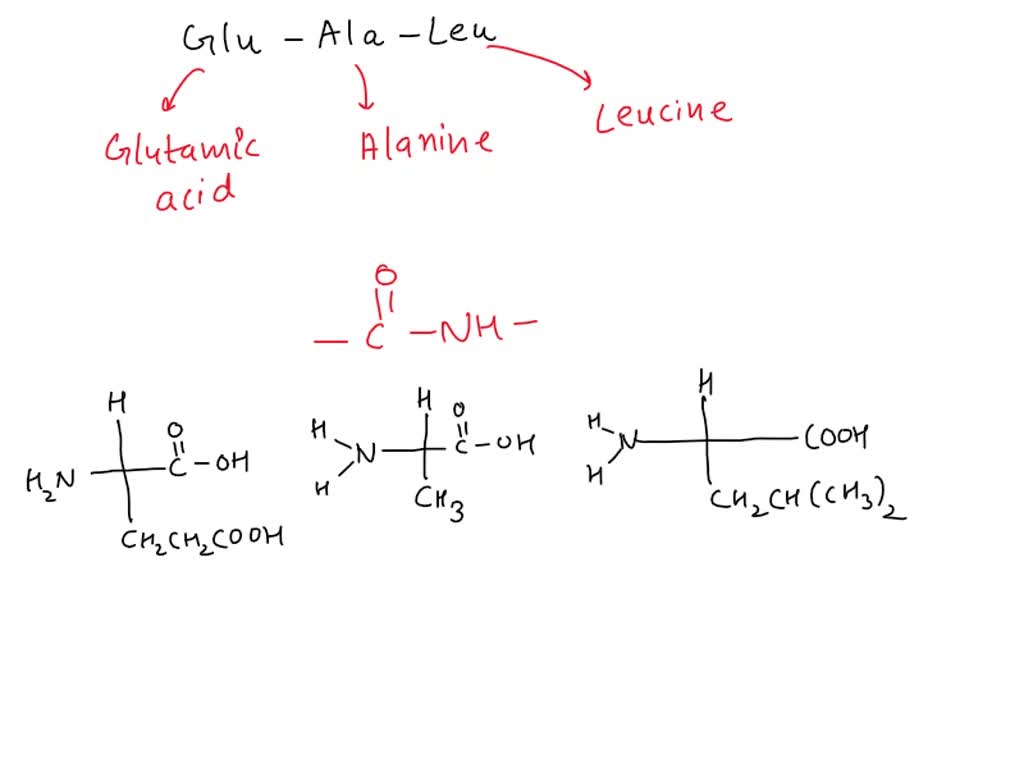 SOLVED: Write out the full structure of the tripeptide Glu-Ala-Leu.