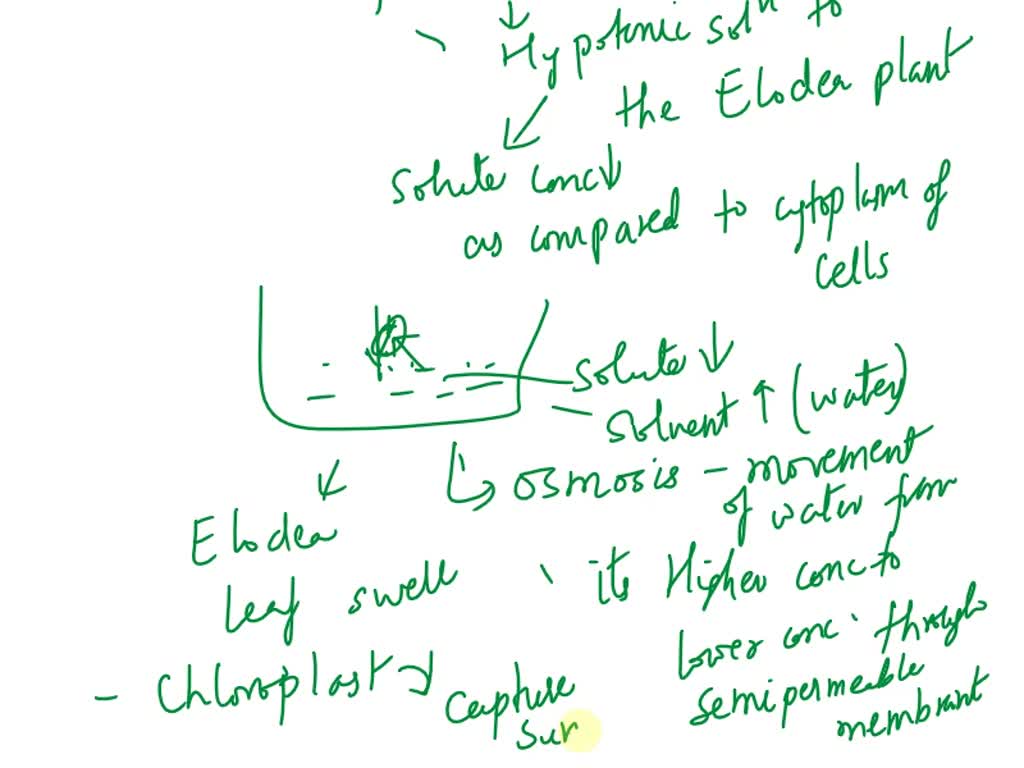 Solved What Will Happen To Elodea Leaf When It Is Added To A Hypotonic Solution Why Will