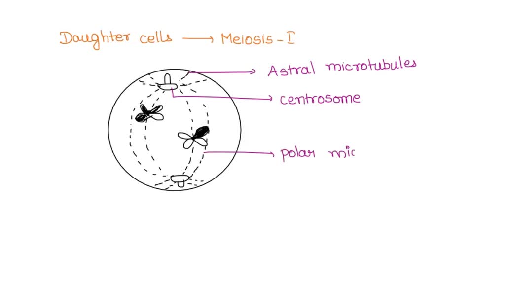 SOLVED: 22. Draw a detailed picture of oneof the daughter cells ...