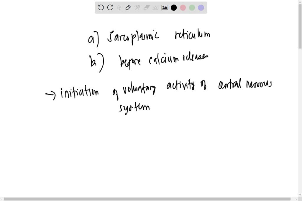SOLVED: During skeletal muscle contraction there is an increased amount ...