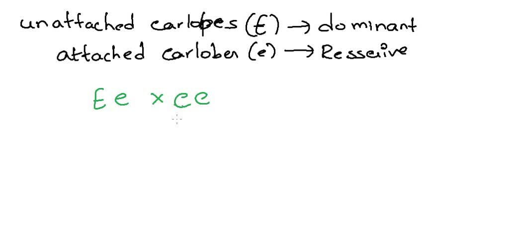 SOLVED: The gene E that codes for if human ear lobs are attached or not ...