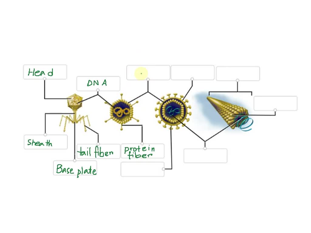 SOLVED: Please label the figure to assess your understanding of ...