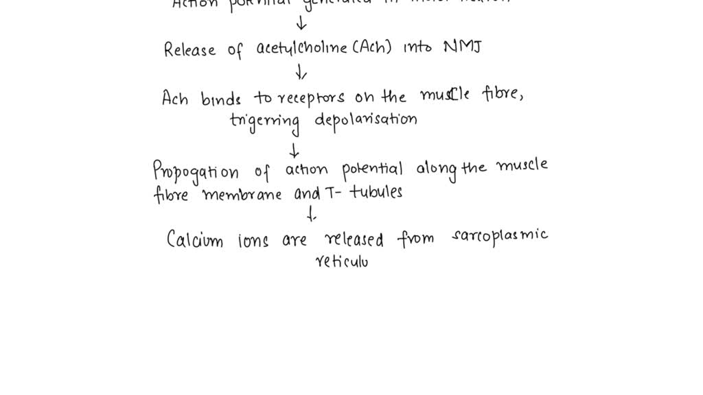 SOLVED: Describe the process of regulating sarcomere activity in ...