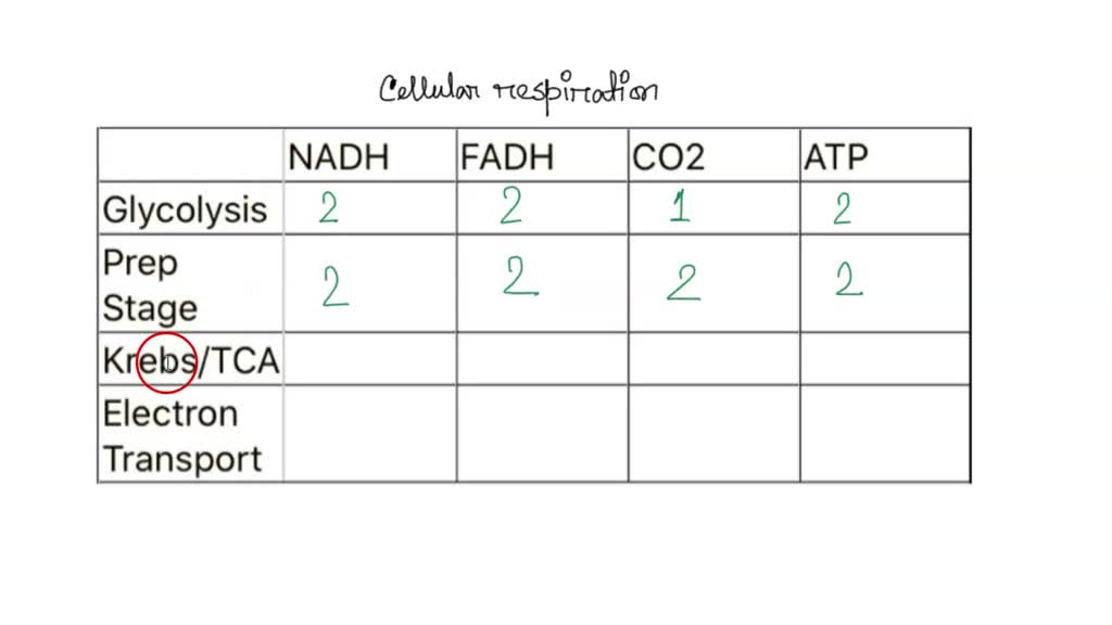 SOLVED: TABLE 1. Fill in the table below. Process Overall Purpose? Reactants (What molecules go ...