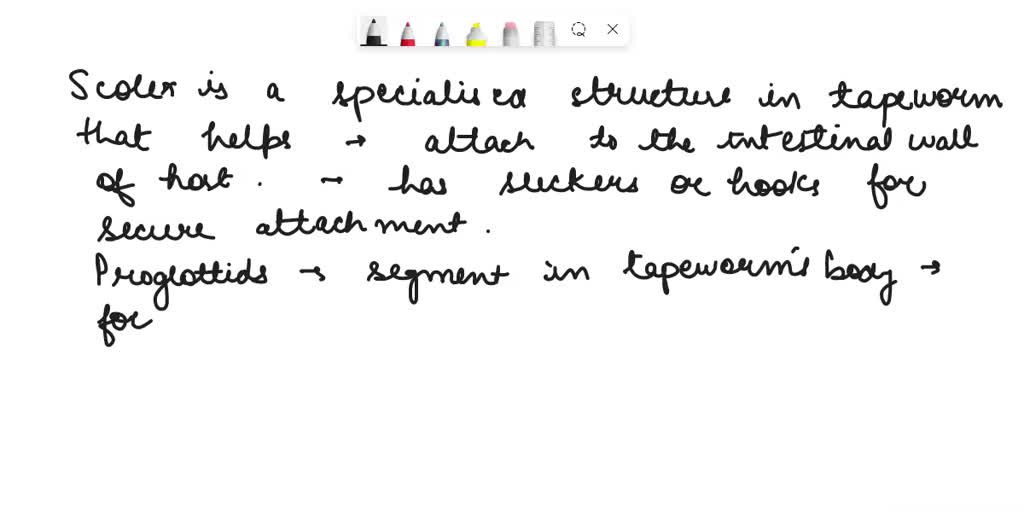 SOLVED: Parasitic Cestoda Dipylidium (tapeworm) Kingdom: Animalia ...