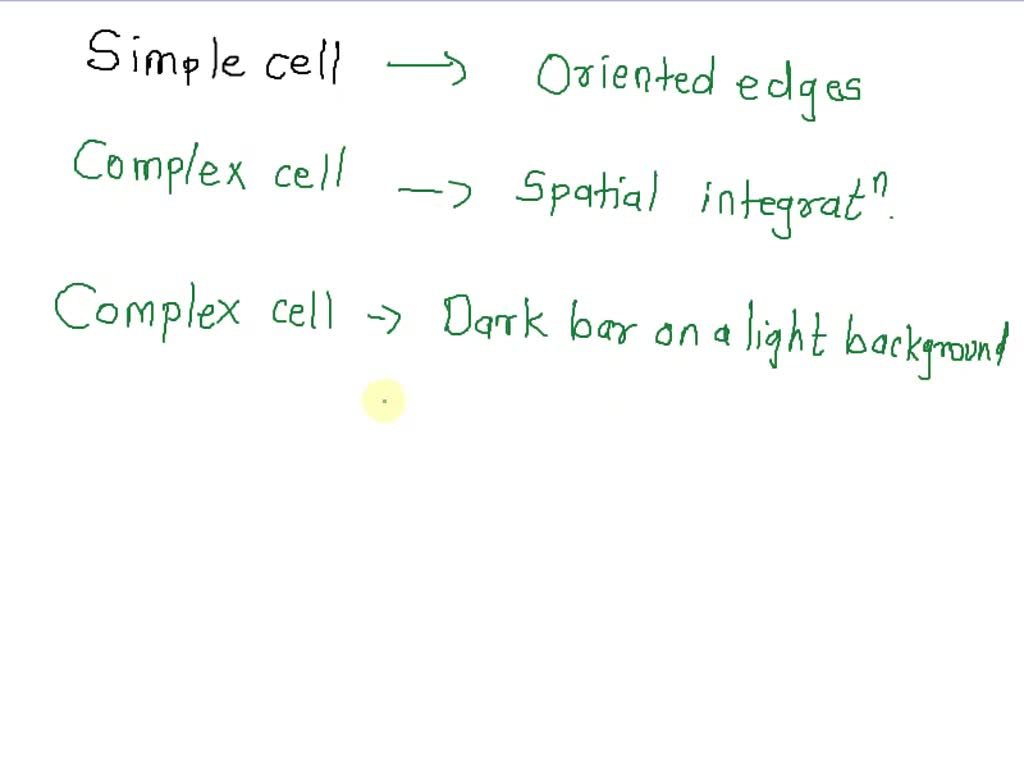 Solved Please Describe How Simple Cells Work With Complex Cells