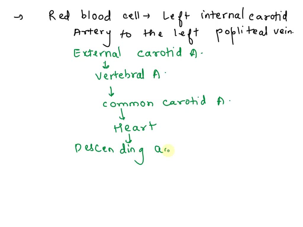 Trace a drop of blood from the left internal iliac vein to the right ...
