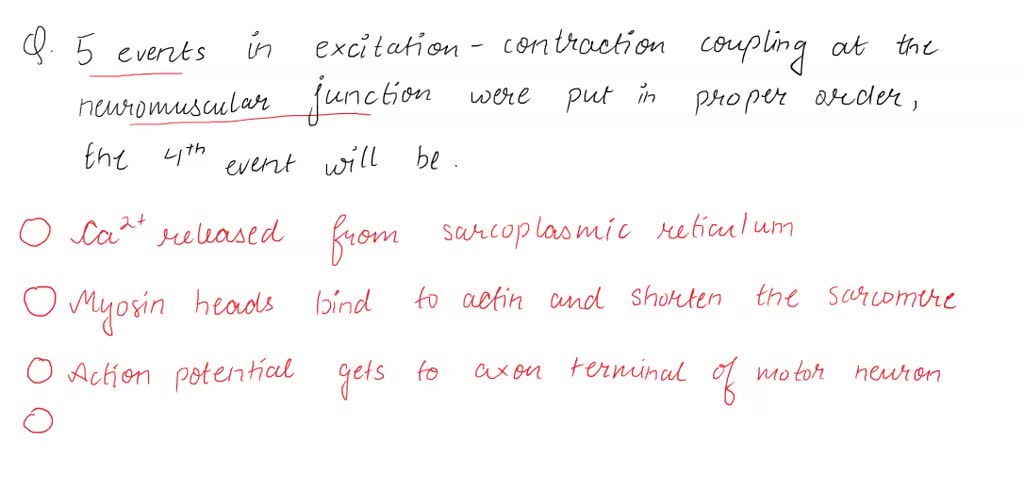 SOLVED: If the following 5 events in excitation-contraction coupling at ...