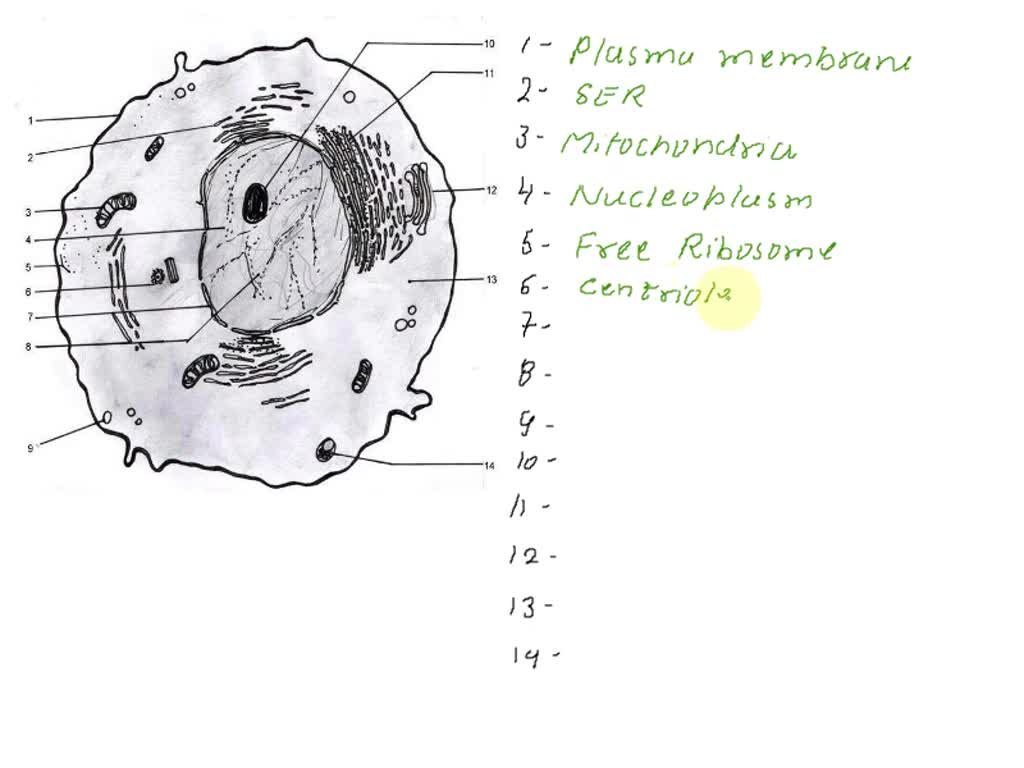 SOLVED: Identify the numbered subcellular structures of the animal cell