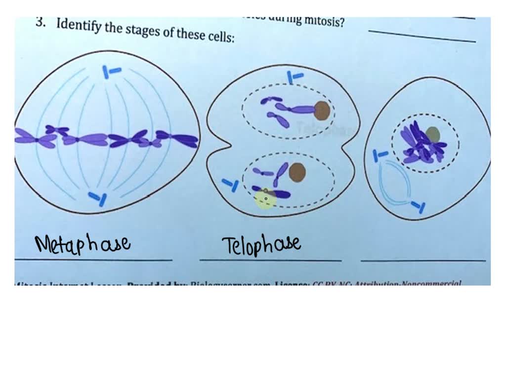 SOLVED: Identify the stages of these cells: mitosis?