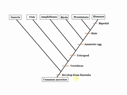 Insects fish amphibians birds prosimians...