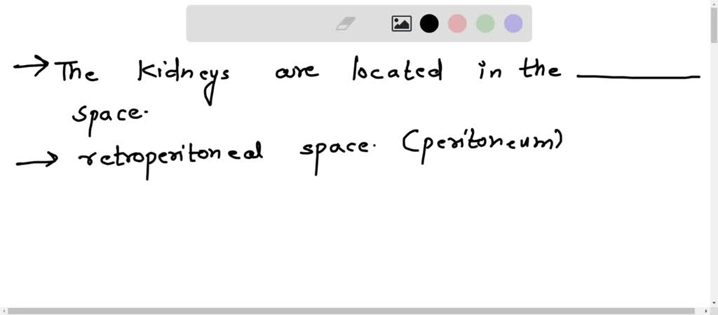 SOLVED: The kidneys are located dorsal to the parietal peritoneum ...