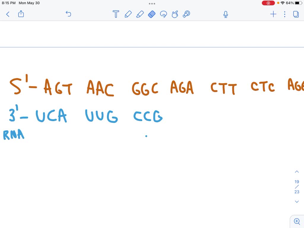 Transcribe the following DNA sequence: Hb A: 5' AGT AAC GGC AGA CTT CTC ...