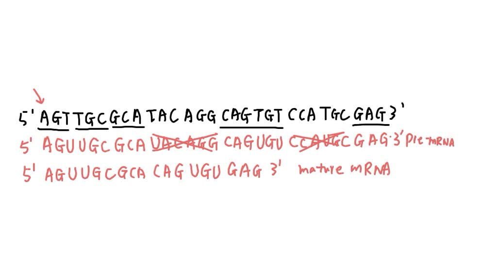 Solved In Python Write A Script That Transforms A Raw Mrna Sequence 2983