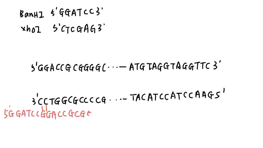 SOLVED: Given the sequence below (top strand is 5’à3’), design primers ...