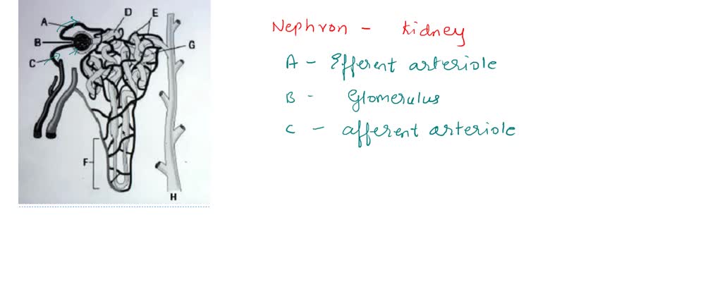 14. Label the drawing of the nephron using the key letters of the ...