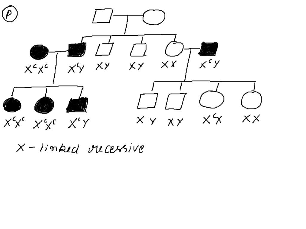 SOLVED: Individuals with the recessive trait of night blindness ...
