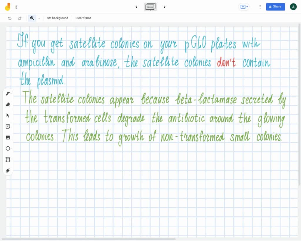 SOLVED: If you get satellite colonies on your pGLO plates with ...