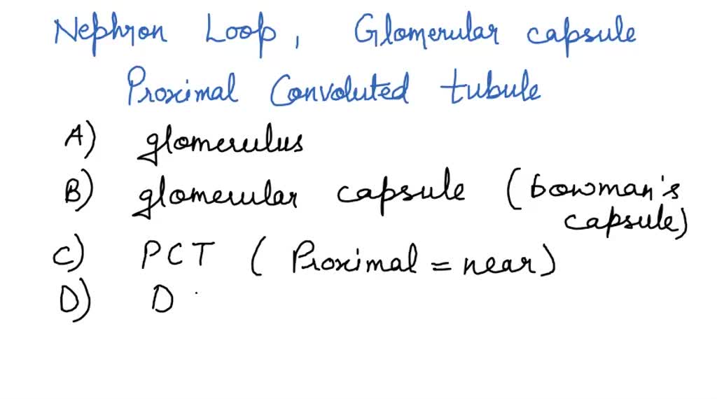 Glomerulus his Proximal convoluted tubule Loop of the nephron (loop of ...