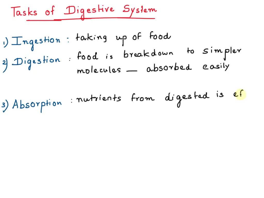 SOLVED: What are the four major tasks of the digestive system ...