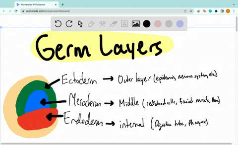 SOLVED: In what germ layer is mesogastrium and mesoduodenum derived ...