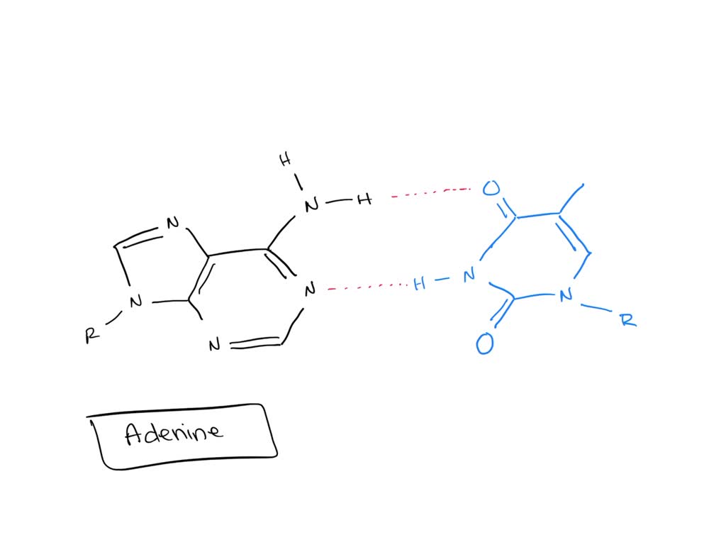 SOLVED: A genetics student was asked to draw the chemical structure of ...
