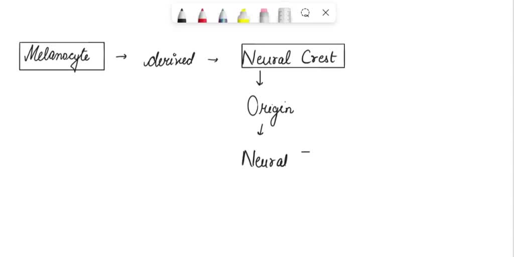 Solved Question 18 Multiple Dropdowns Choose The Best Answer For Each Melanocytes Derive From 
