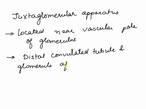 The macula densa cells and the juxtaglomerular (JG) cells form a ...