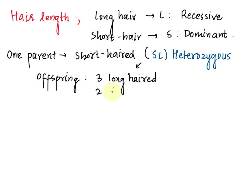 SOLVED: In cats, long hair (L) is recessive to short hair (S). Two cats ...