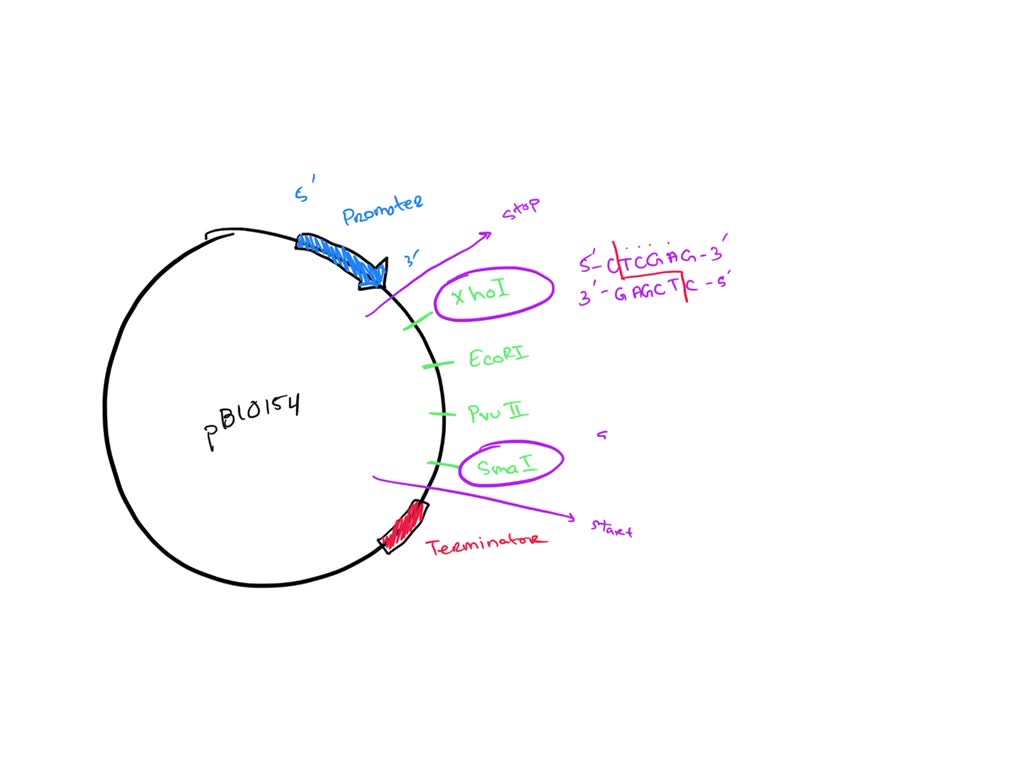 SOLVED: Which enzyme(s) would you use to cut the DNA sequence and ligate the entire coding ...