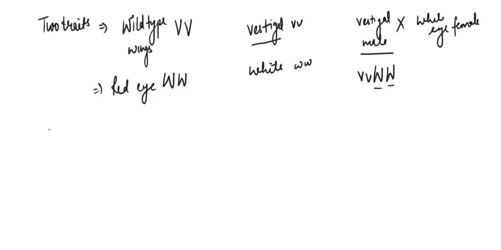 SOLVED: Vestigial wing is a recessive autosomal mutation in the fruit ...
