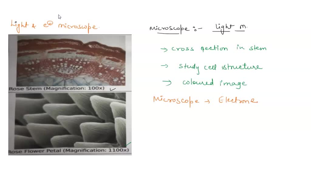 SOLVED: 2.2 Light and Electron Microscopes (2 marks) The following ...