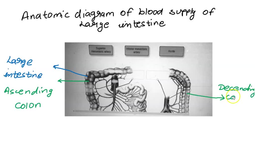 SOLVED: Label the superior mesenteric artery and its distribution and ...
