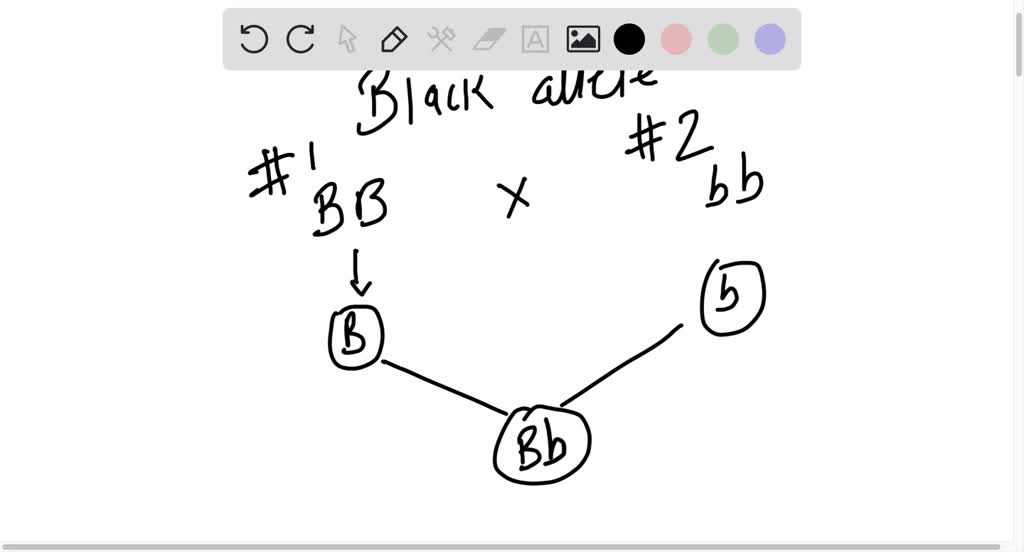SOLVED: Two black mice are crossed, ten black and three white offspring ...