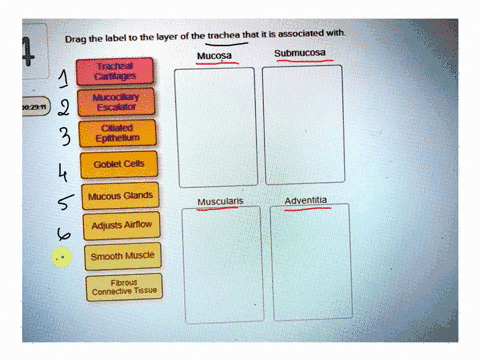 Label the parts of the cross-section shown. Hayden-McNail, LLC Lumen of ...