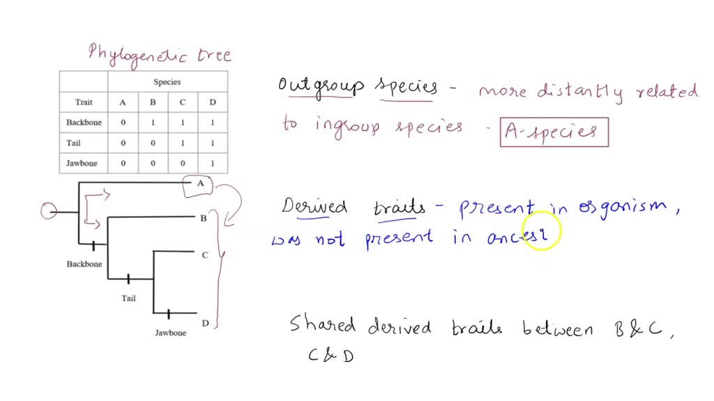 SOLVED: Examine the chart below and the corresponding phylogenetic tree ...