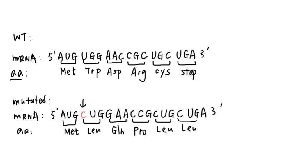 Original DNA Sequence: T A C A C C T T G G C G A C G A C T mRNA Sequence: ALGUG GAACCGCUG CLGA ...