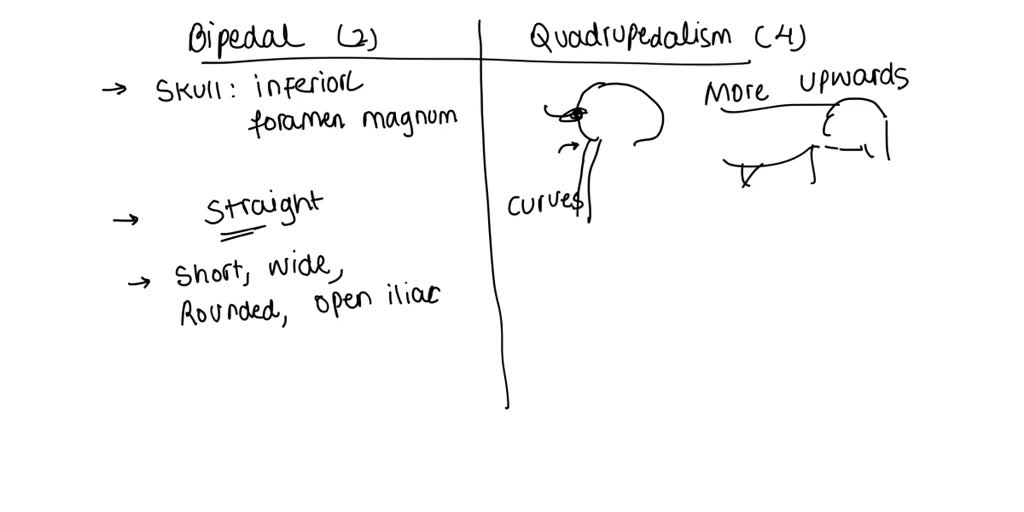 SOLVED: What are the anatomical features indicative of bipedalism? How ...