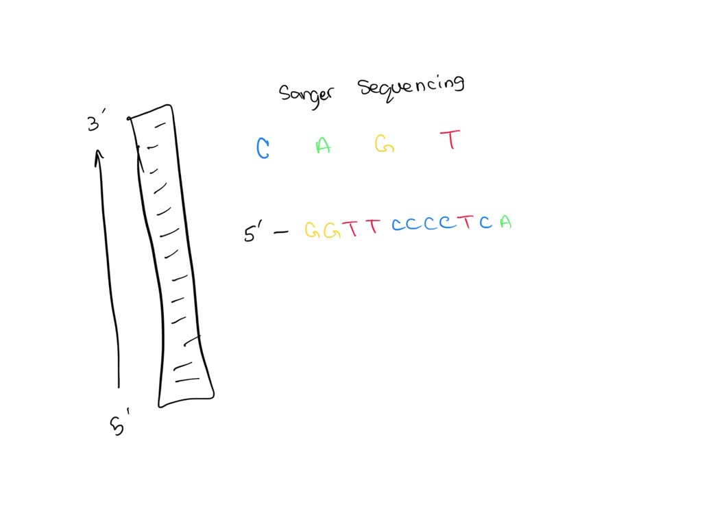 SOLVED: A researcher sequences a DNA fragment using dye-terminator ...