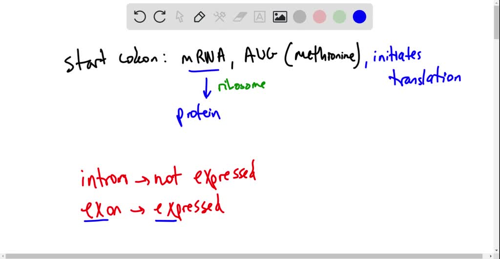 SOLVED: The human insulin gene has the components listed below: The ...