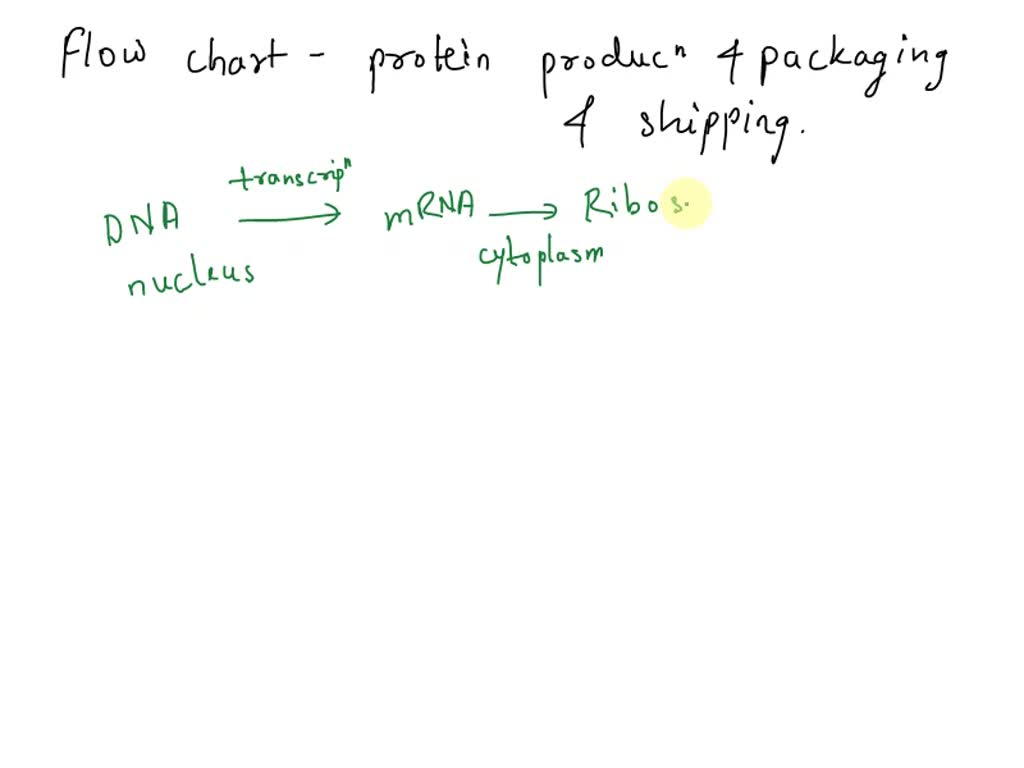 SOLVED: Flow chart to show how protein is produced and shipped from a ...