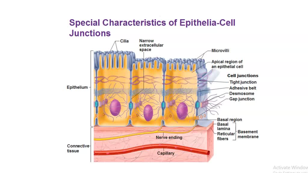SOLVED: Draw a typical epithelial cell, include the apical portion ... SOLVED: Draw a typical epithelial cell, include the apical portion ...