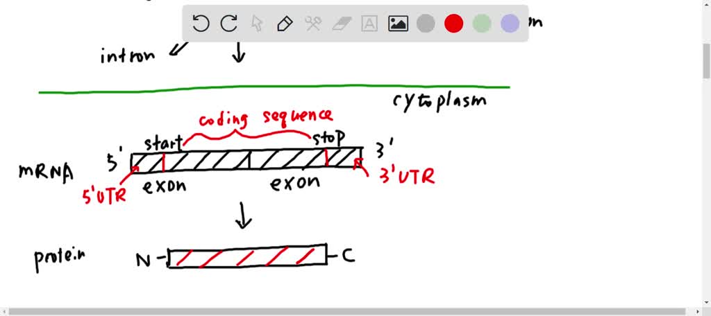 Draw a model of a gene that includes the following elements: promoter ...