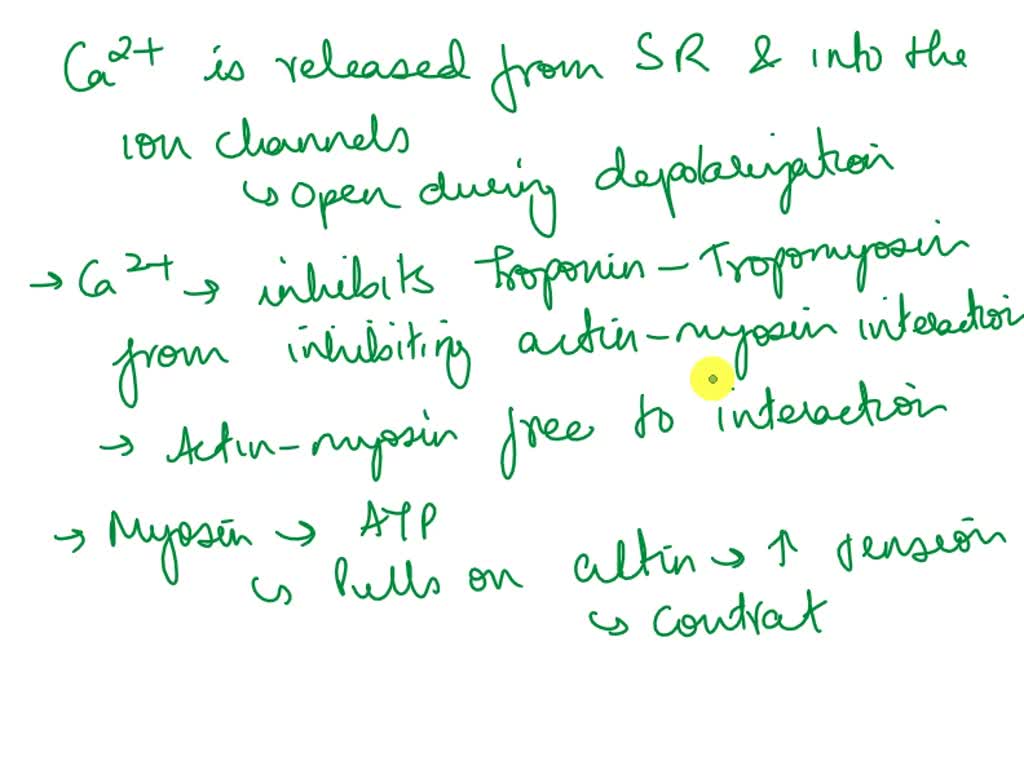 SOLVED: The movement of actin filaments with relation to myosin ...