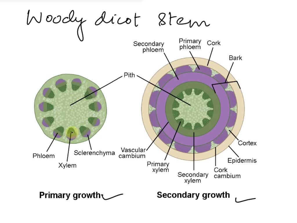 SOLVED: Use as many of these labels as appropriate: epidermis cortex ...