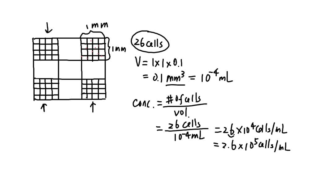 SOLVED: Part: Total count Calculate the E. coli cells per milliliter in ...