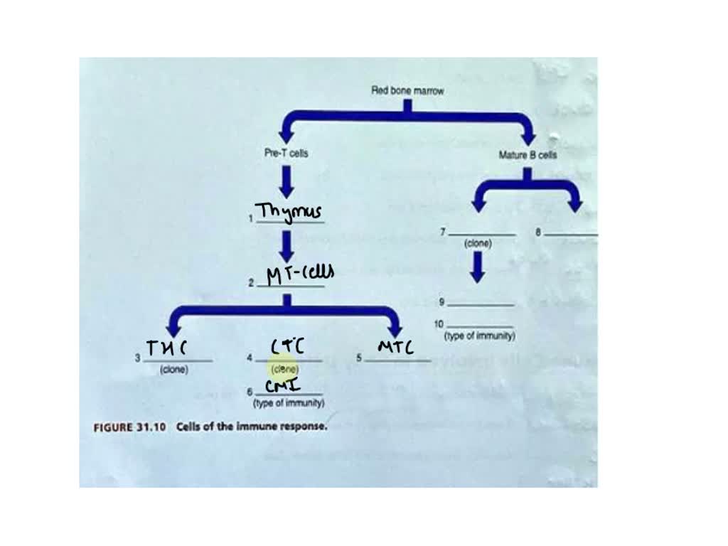 SOLVED: Complete the flow chart in Figure 31.10 with the correct terms ... SOLVED: Complete the flow chart in Figure 31.10 with the correct terms ...